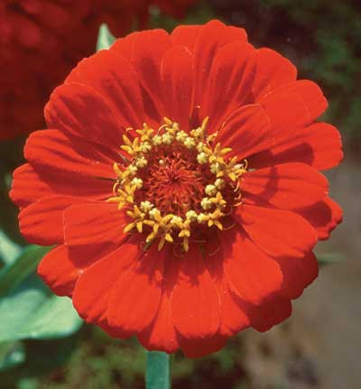 Zinnia – (red) Quintessential Flower Essence – Healing Waters