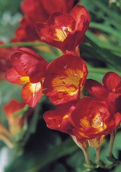 Freesia Flower Essence – Healing Waters