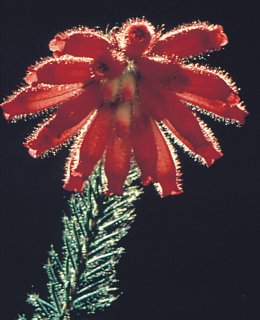 Red Erica Flower Essence – Healing Waters