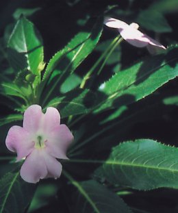 Touch-Me-Not Flower Essence – Healing Waters